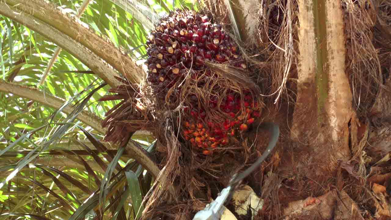 Imported - Palm Harvester Attachment for Brush Cutter 26mm, 9 Spline