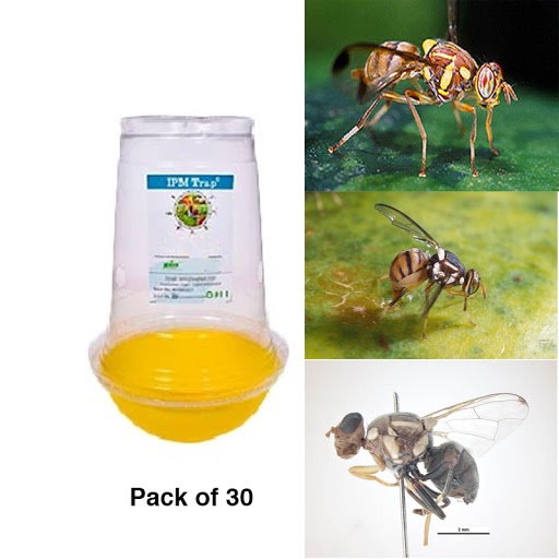 Green Revolution IPM Pheromone Trap for Insects Traps