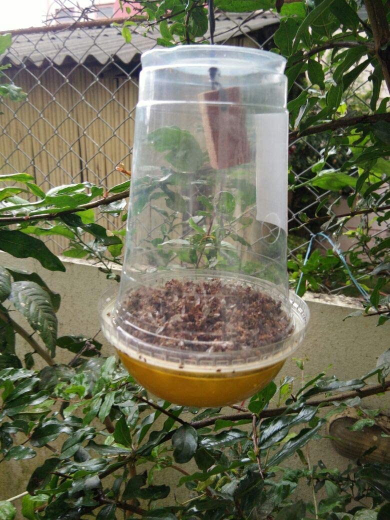 Green Revolution - IPM Pheromone Trap With Fruit Fly Pheromone Lure For ...